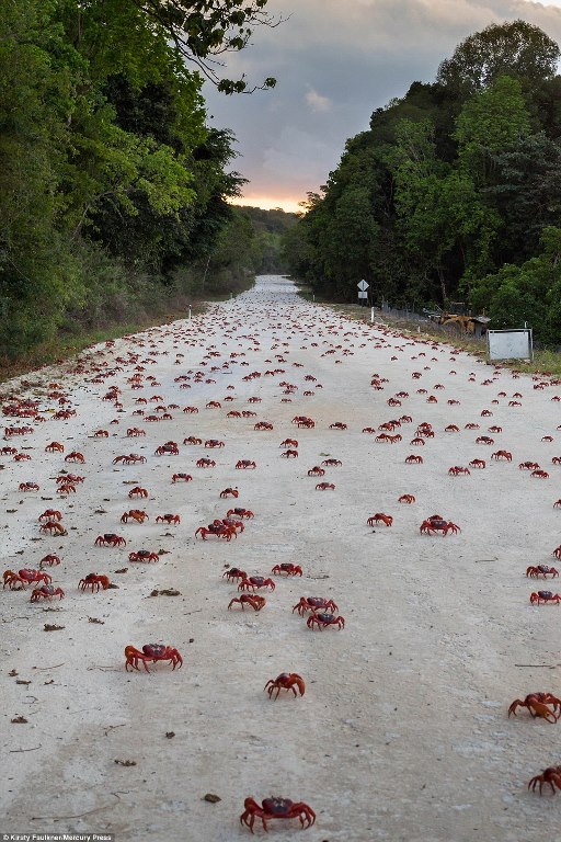 Incredible: 120 Million Red Crabs Run for Annual Migration in Australia - People's Daily Online