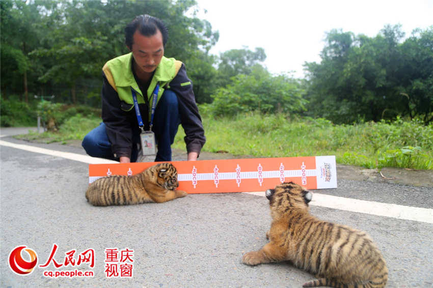 How cute! Have you ever seen measuring height of animals? (3) - People ...