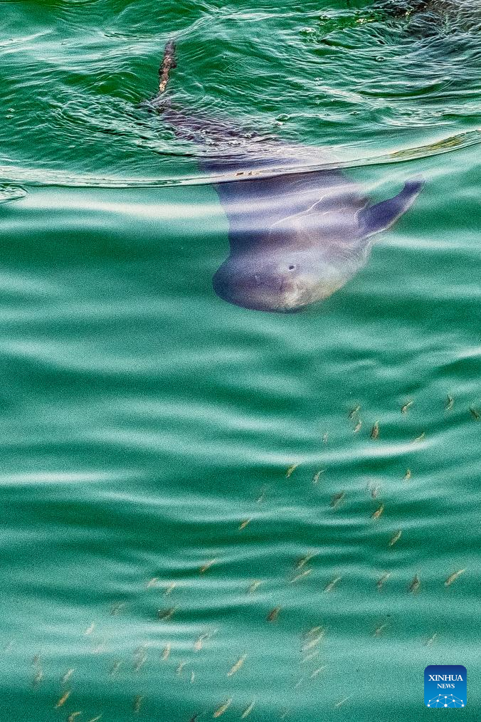 Yangtze Finless Porpoises Under Well Protection With Improved