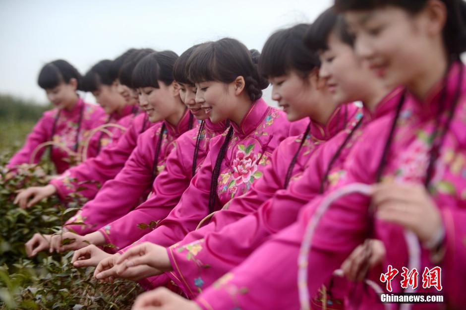 'Daughters of Ho Family' pick tea leaves in Yangzhou - People's Daily ...