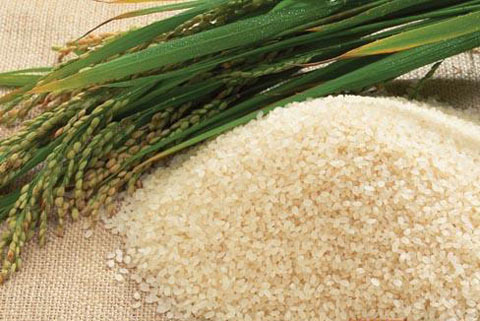 New GM rice ‘can cut greenhouse emissions’ - People's Daily Online