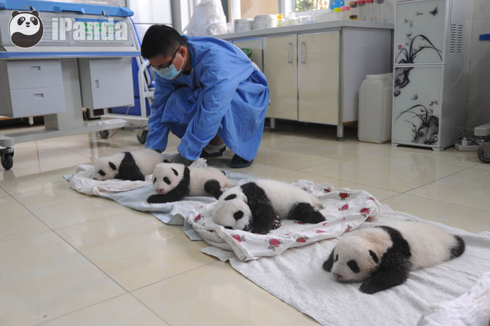 Ten Cute Baby Pandas First Time in Spotlight Together since Born ...