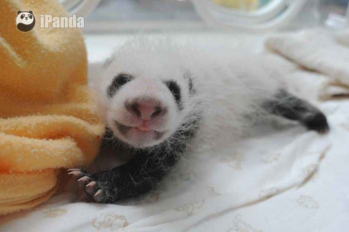 Ten Cute Baby Pandas First Time in Spotlight Together since Born (6 ...