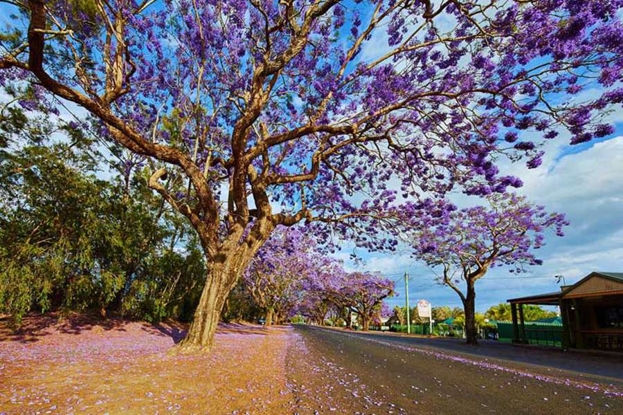 Jacaranda trees bloom in Australia welcoming a purple fairy tale world ...