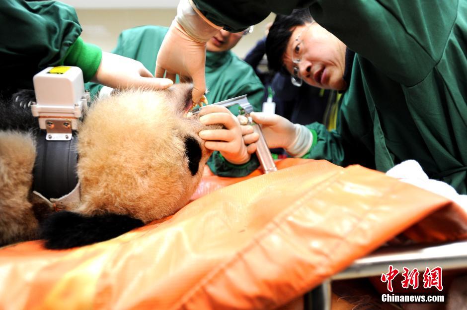 Giant panda takes health examination before release in SW China (3 ...