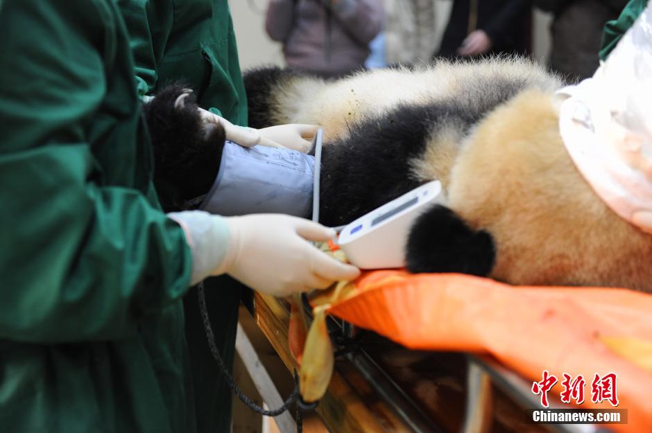 Giant panda takes health examination before release in SW China (6 ...