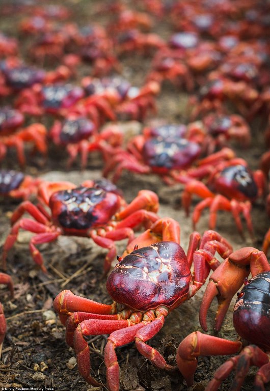 Incredible: 120 Million Red Crabs Run for Annual Migration in Australia ...