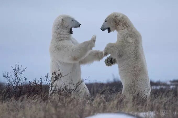 Polar Bears Share Dance on Ice - People's Daily Online
