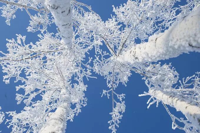 Frozen World: Gorgeous Rime Seen in NE China’s Jilin - People's Daily ...