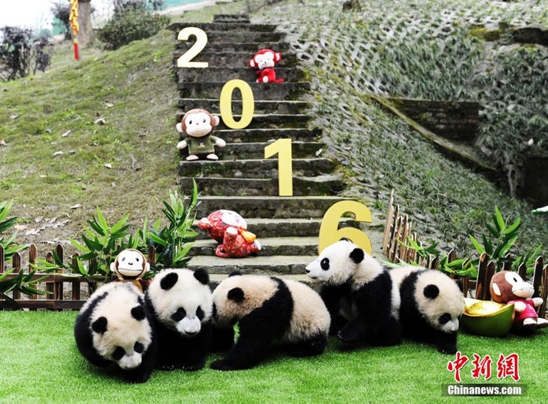 Cute panda cubs celebrate the Spring Festival in Sichuan - People's ...