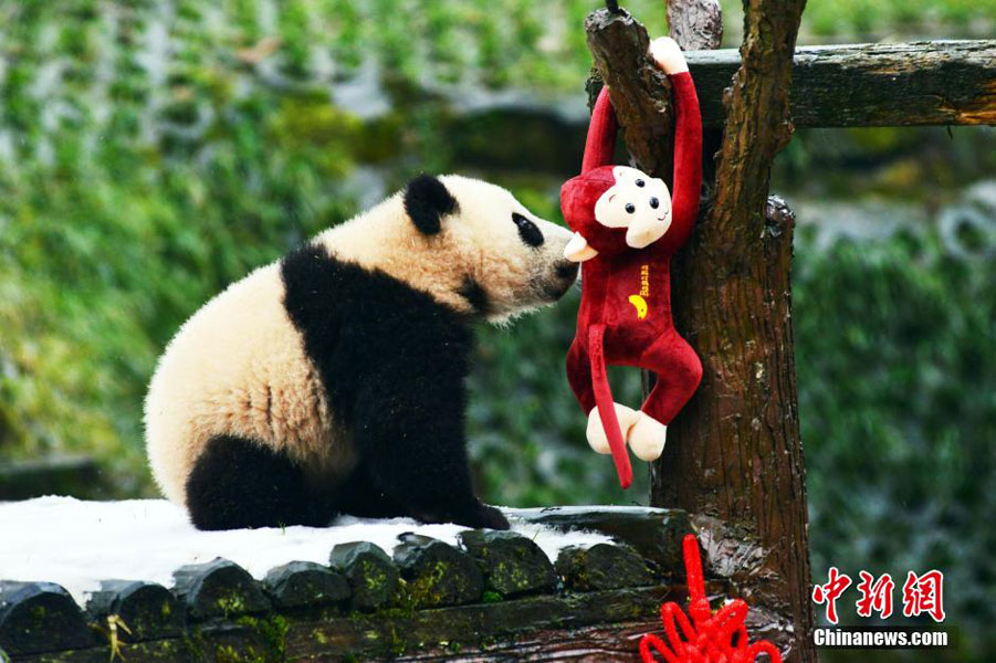 Cute panda cubs celebrate the Spring Festival in Sichuan (7) - People's ...