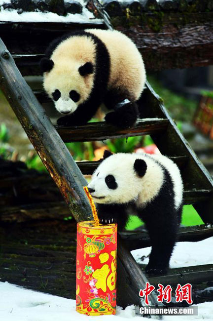 Cute panda cubs celebrate the Spring Festival in Sichuan (5) - People's ...