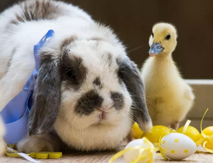 Cuttie: Four-Day Old Chicken and Duckling Surround a Lop-eared Rabbit ...