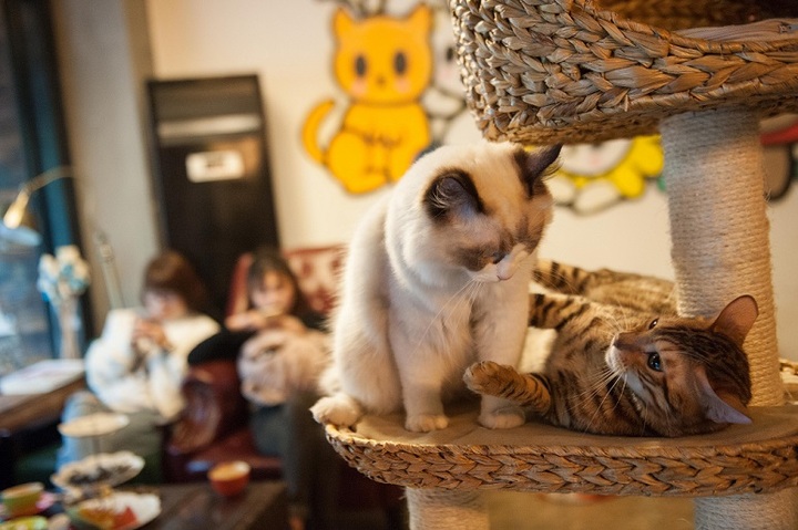 Meow, let's go to a cat café! - People's Daily Online