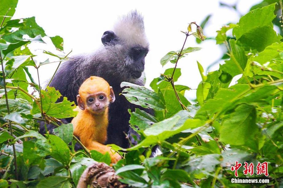 White-headed langurs in nature reserve in Guangxi - People's Daily Online