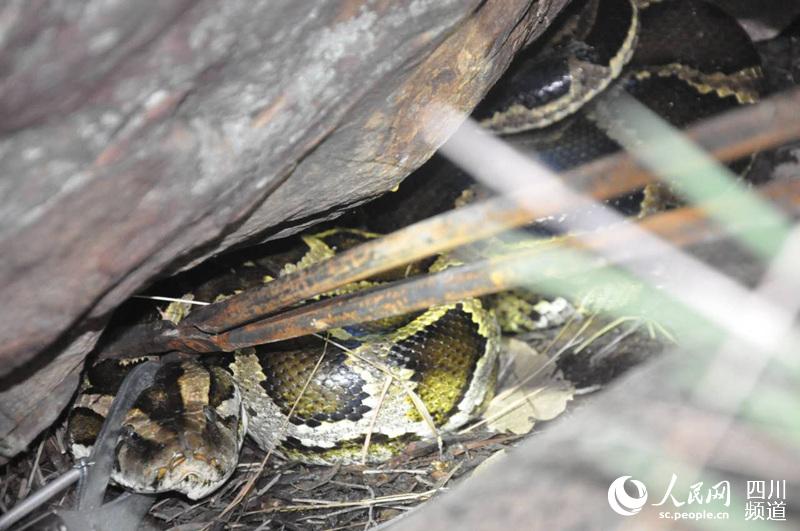 4.2-meter-long python caught in orchard in Sichuan - People's Daily Online