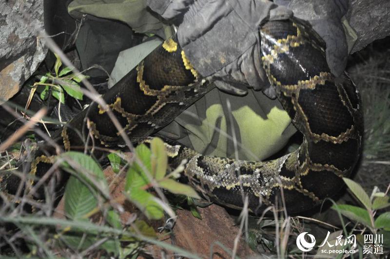 4.2-meter-long python caught in orchard in Sichuan - People's Daily Online