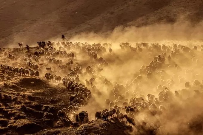 Epic: Flock of sheep herded at sunset in Turkey - People's Daily Online