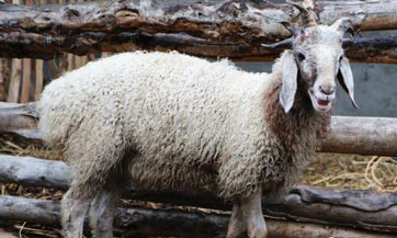 English--People's Daily Online