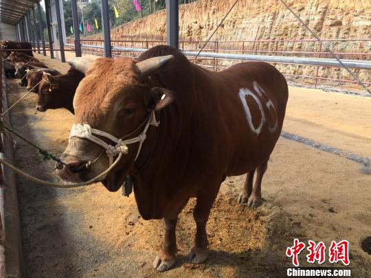 Champion cattle wins 50,000 RMB in Hubei 'beauty pageant' - People's ...