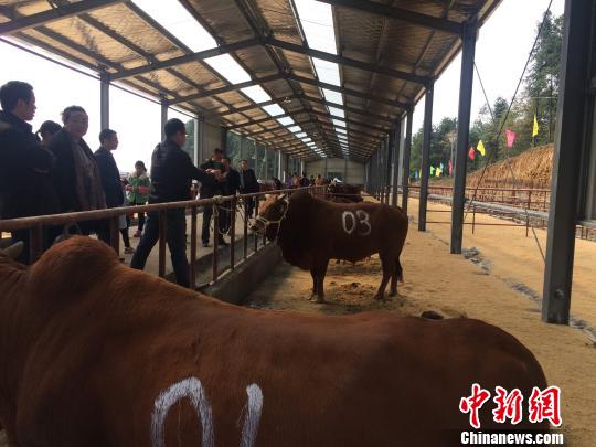 Champion cattle wins 50,000 RMB in Hubei 'beauty pageant' - People's ...