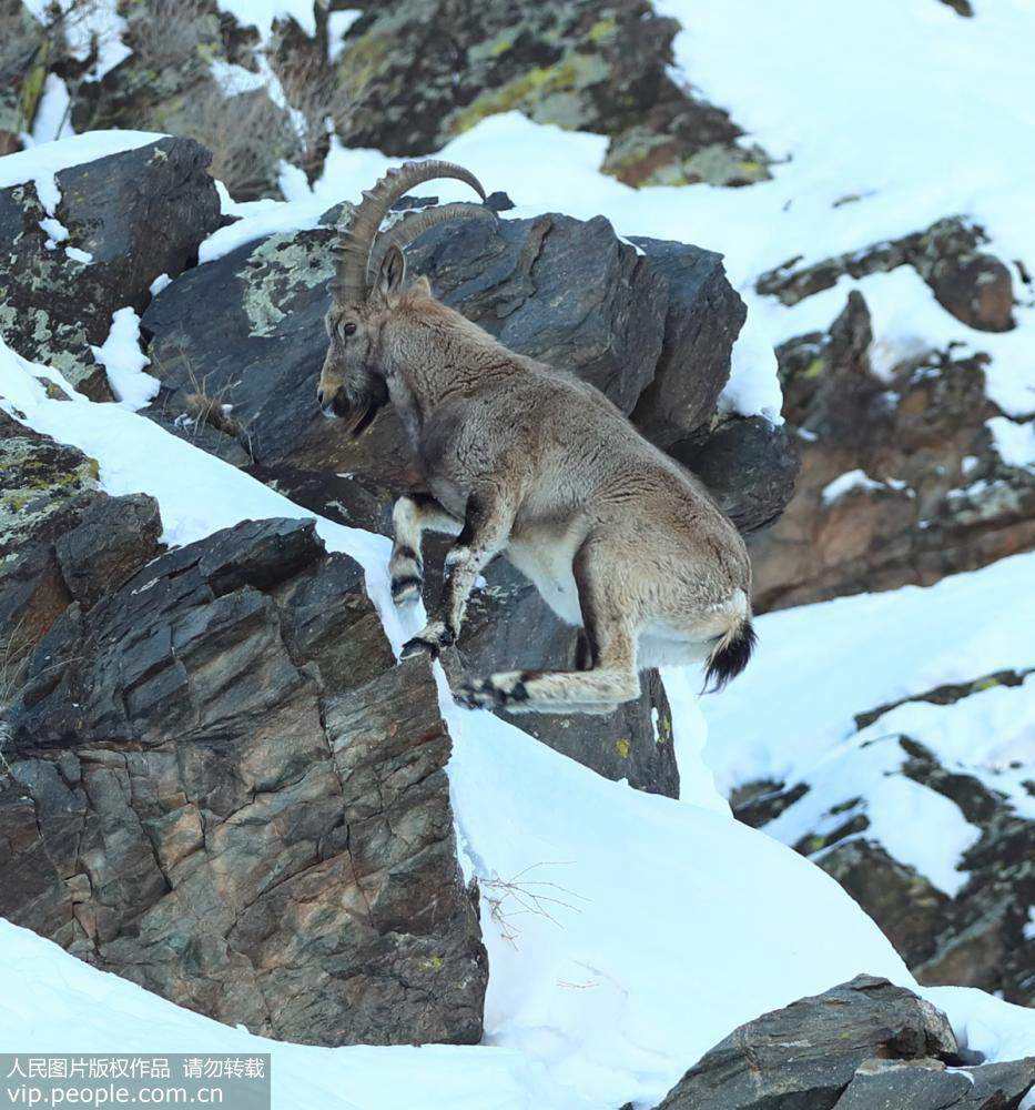 Rare species of wild goat captured on film (4) - People's Daily Online