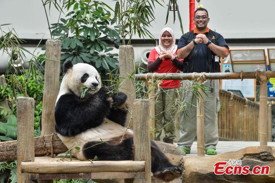 Pandas around the world celebrate upcoming Spring Festival - People's ...