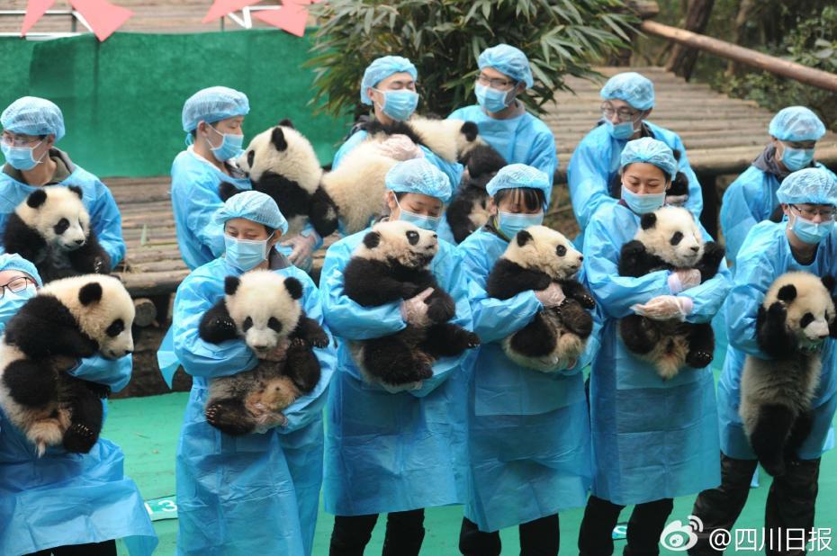 Happy Spring Festival! 23 panda cubs send holiday greetings from ...
