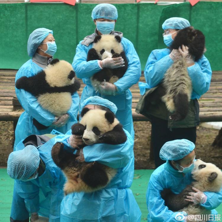 Happy Spring Festival! 23 panda cubs send holiday greetings from ...