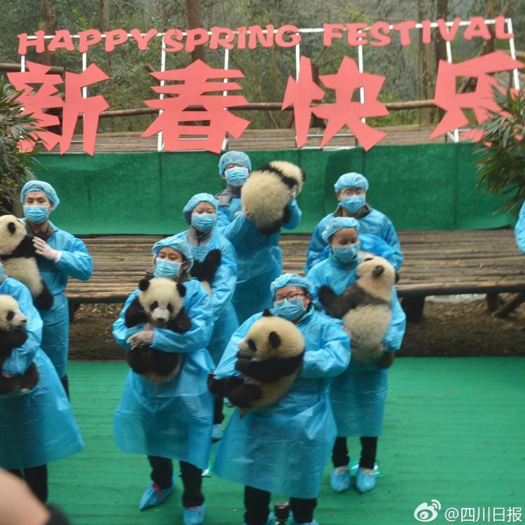 Happy Spring Festival! 23 panda cubs send holiday greetings from ...
