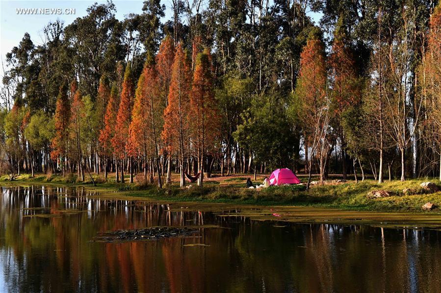 Scenery of wetland park at Dianchi Lake scenic area in China's Kunming ...