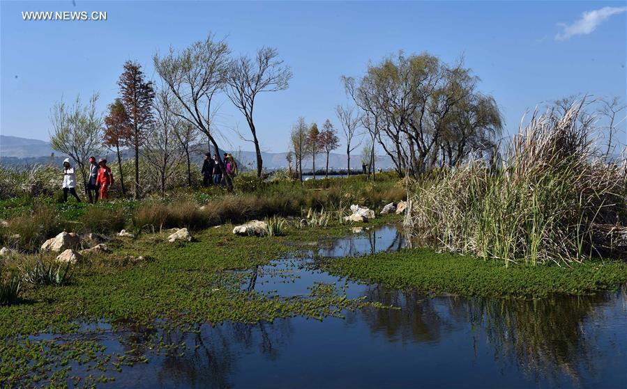Scenery of wetland park at Dianchi Lake scenic area in China's Kunming ...