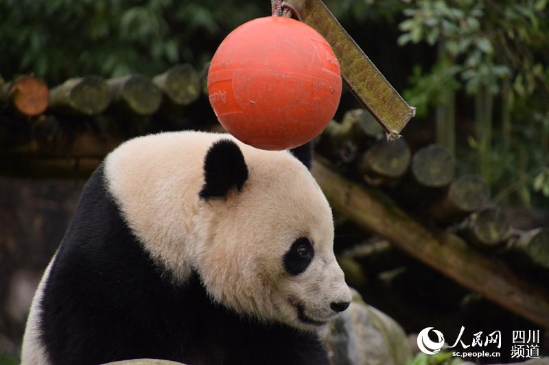 Giant panda Bao Bao's first day back in China (3) - People's Daily Online