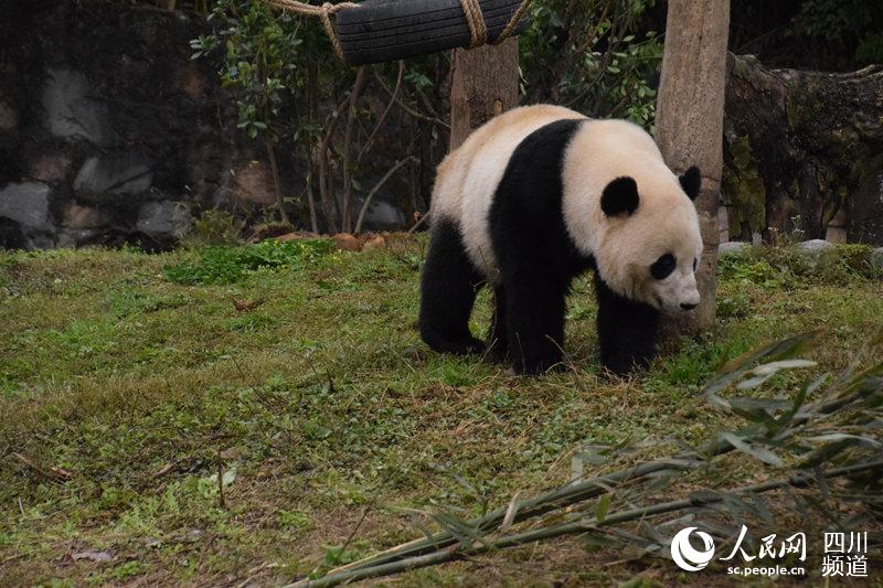Giant panda Bao Bao's first day back in China (4) - People's Daily Online