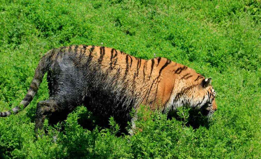 Nanjing zoo under fire after images of mistreated tiger go viral ...