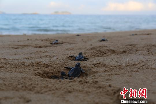 China’s first artificially-hatched green sea turtle babies come out of ...