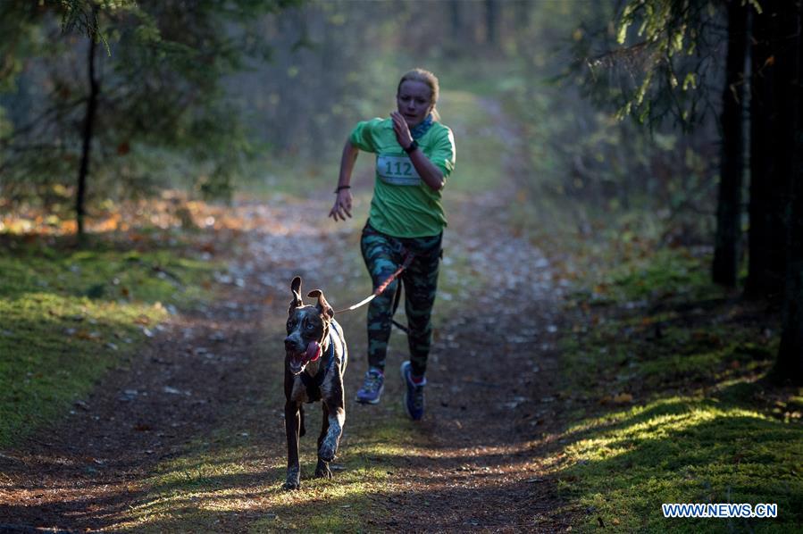 Int'l dog racing competition held in Lithuania - People's Daily Online