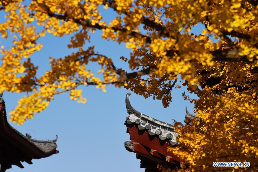 Gingko trees of over 1,300 years seen in E China - People's Daily Online