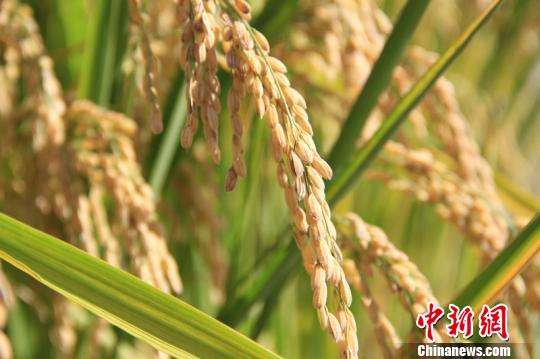 Chinese scientists develop high-yield, yummy new rice variety - People ...