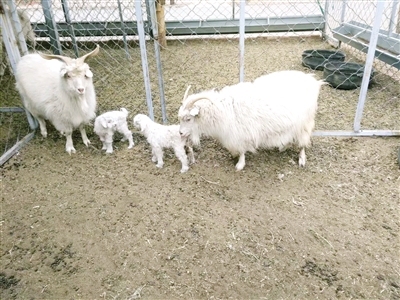 Progeny of world's first cloned cashmere goat born in China - People's ...
