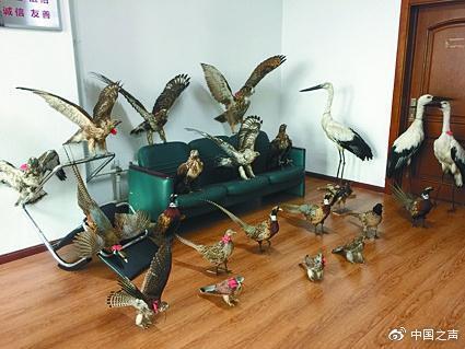 Chinese streamer arrested for hunting, killing and selling rare birds ...