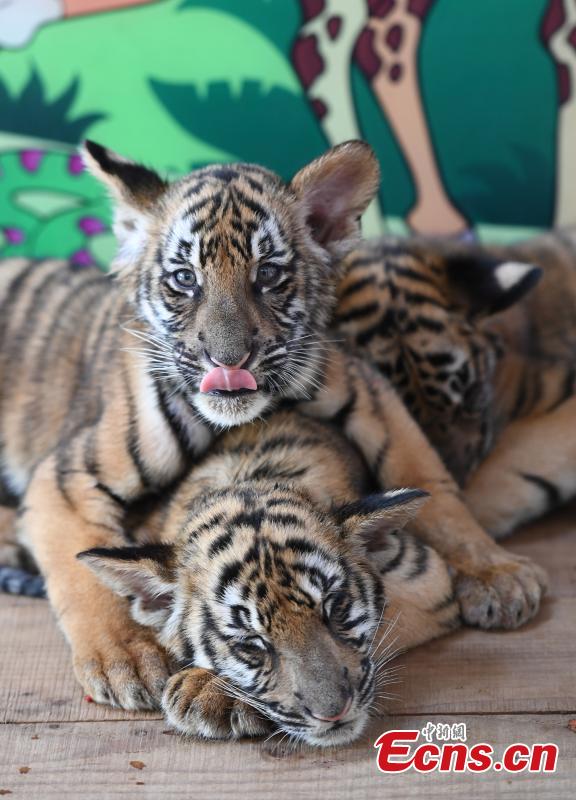 South China Tiger cub triplets meet the public - People's Daily Online