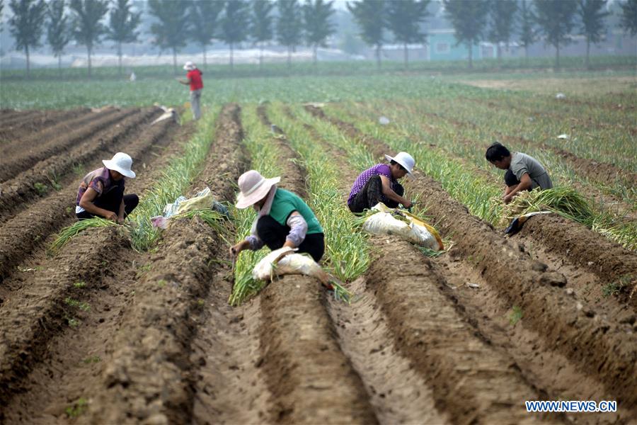In pics: summer farm work across China - People's Daily Online