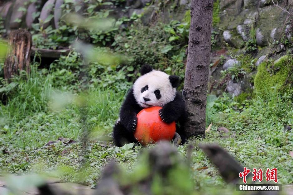 Sichuan celebrates achievements of panda protection - People's Daily Online