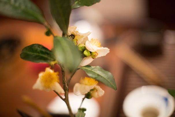 A taste of Liu Bao tea in SW China’s Wuzhou (9) - People's Daily Online