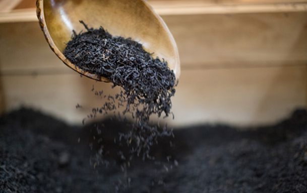 A taste of Liu Bao tea in SW China’s Wuzhou (3) - People's Daily Online