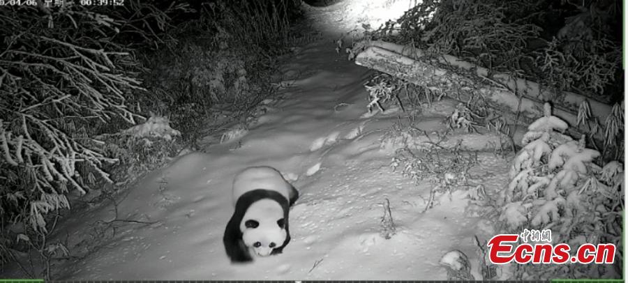 Injured wild panda captured by infrared camera in NW China (4) - People ...