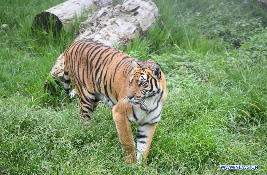 South China Tigers seen in Meihua Mountains Nature Reserve in Fujian ...