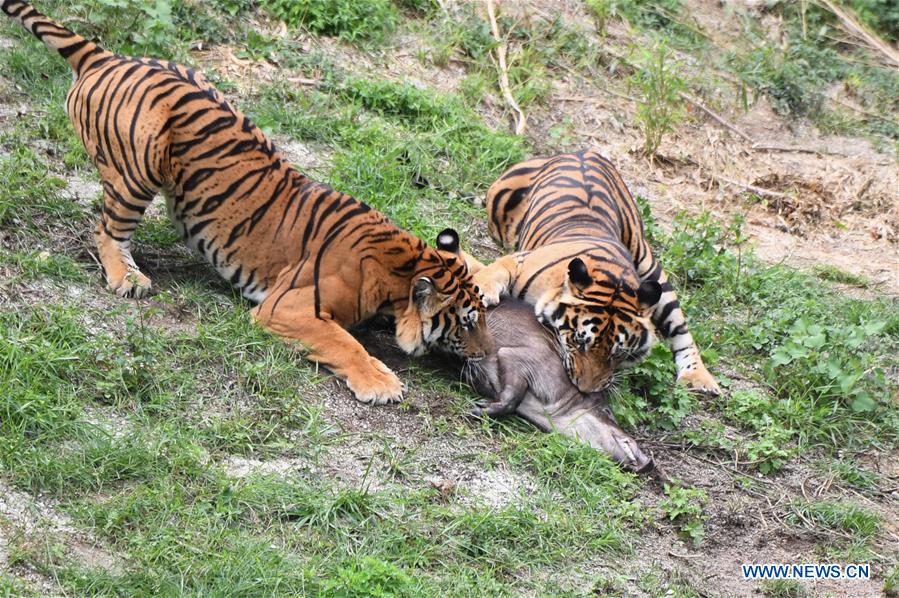 South China Tigers seen in Meihua Mountains Nature Reserve in Fujian (6 ...