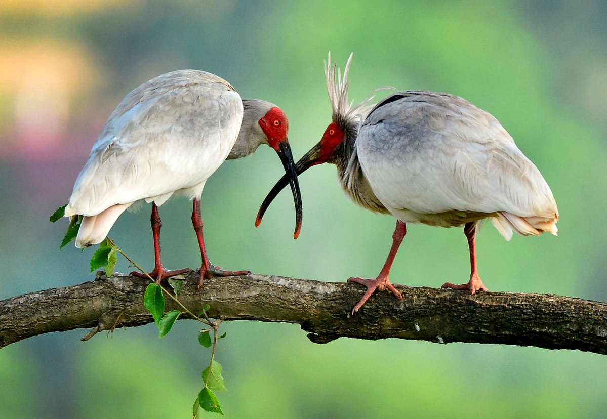 20 crested ibises released to wild in Northwest China - People's Daily ...